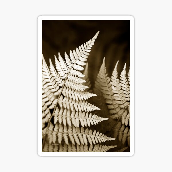 "Black And White Fern" Sticker for Sale by rollosphotos | Redbubble