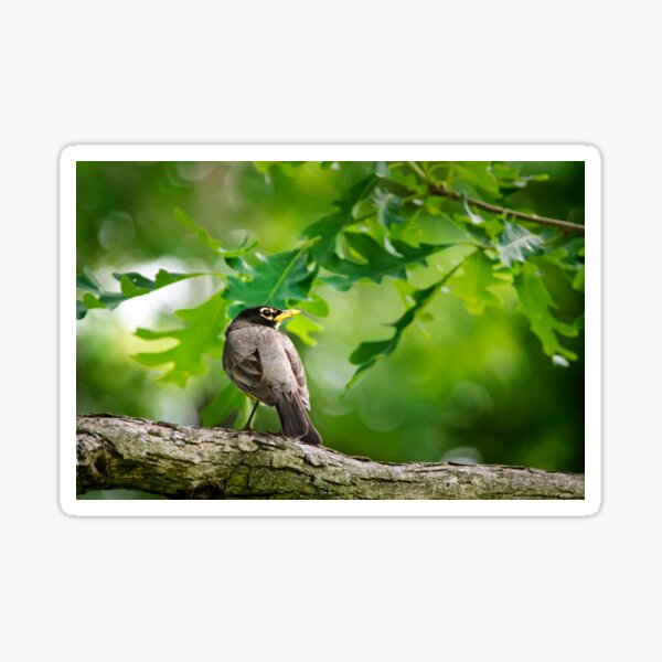 "American Robin" Sticker for Sale by rollosphotos | Redbubble