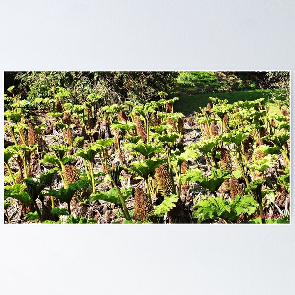 Triffids Merch & Gifts for Sale | Redbubble