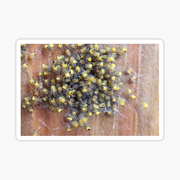 "Tiny Yellow Newborn Wasp Spiders - Cute Spiders Gifts" Sticker for ...