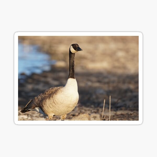 "Close up of a Beautiful Canadian Goose" Sticker by MomentofPercep ...