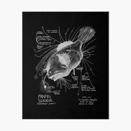 "Fanfin Seadevil - Deep Sea Creatures Collection" Art Board Print by ...