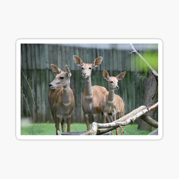 "Lesser Kudu at the National Zoo" Sticker by kariek17 | Redbubble