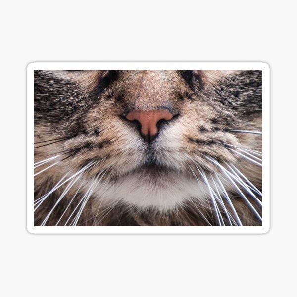 "Cat Face Mask" Sticker for Sale by weavernap | Redbubble
