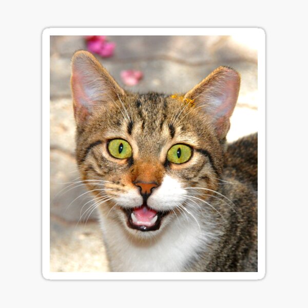 "A smiling cat" Sticker for Sale by rspiegelaz | Redbubble