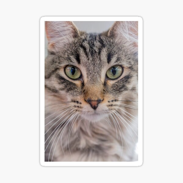 Gidget Stickers | Redbubble