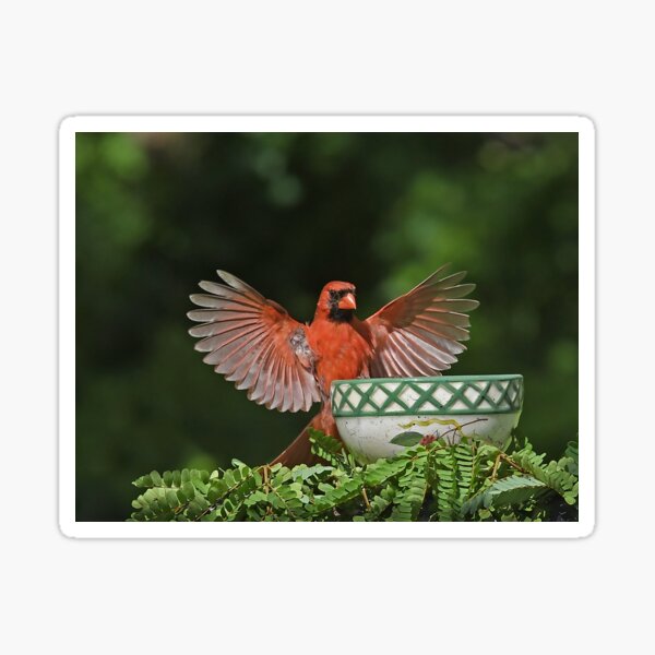 "Red Cardinal Bird Wings" Sticker for Sale by candiscamera | Redbubble