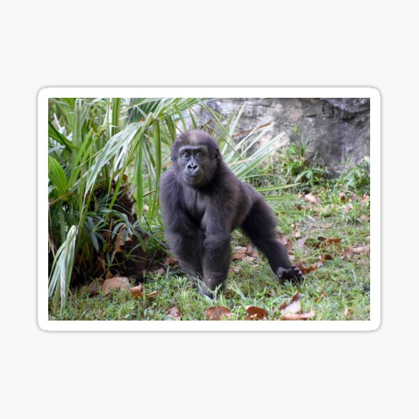 "Moke the Gorilla at the National Zoo" Sticker for Sale by kariek17 ...