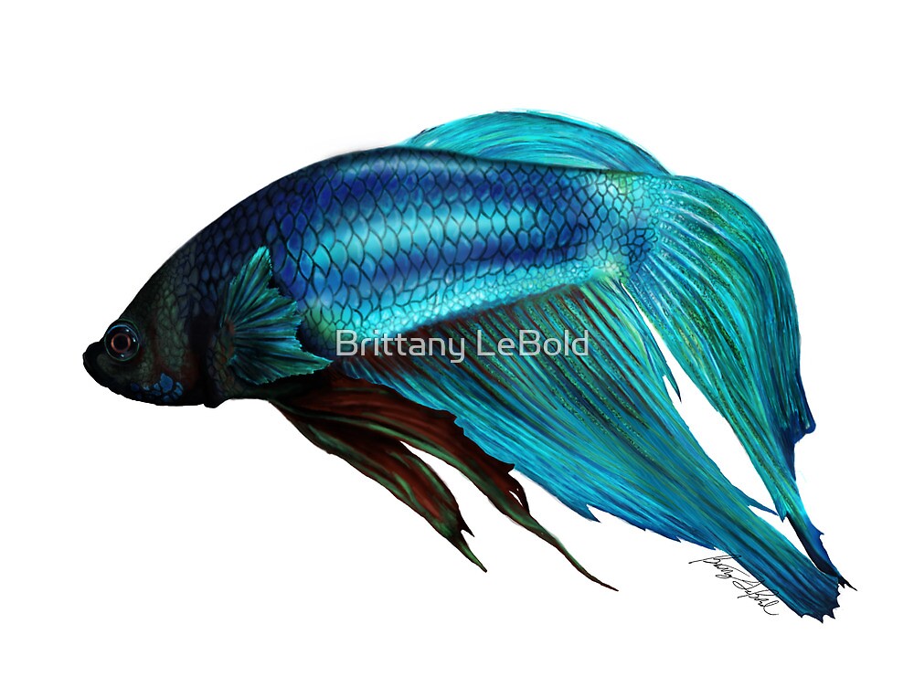 "Betta Fish Digital Painting" by Brittany LeBold | Redbubble