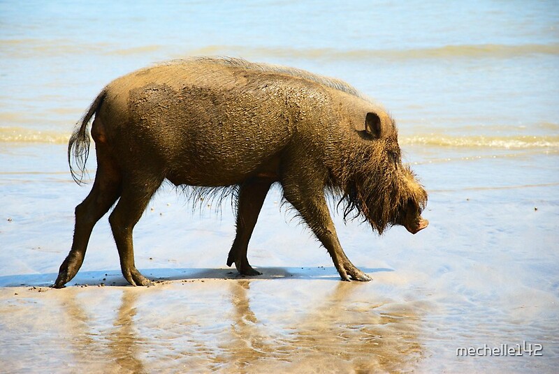 "Bearded wild boar on beach" by mechelle142 | Redbubble