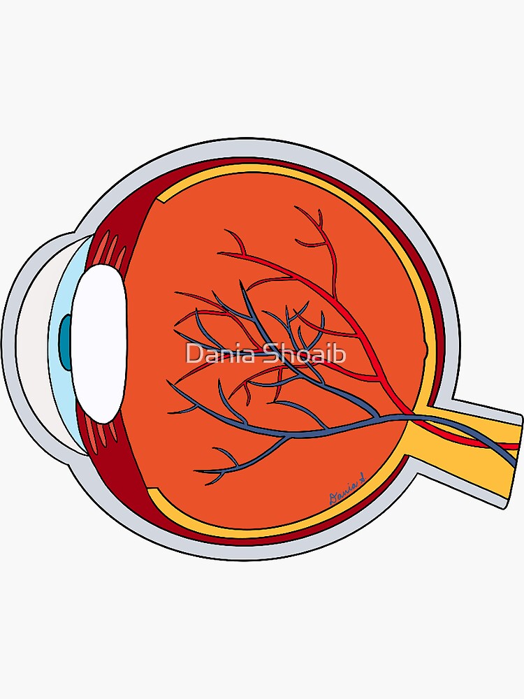"Human Eye" Sticker for Sale by daniashoaib | Redbubble