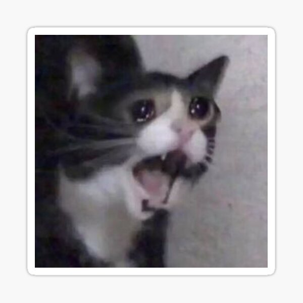 "Crying Cat Yelling Meme" Sticker for Sale by westiepups | Redbubble