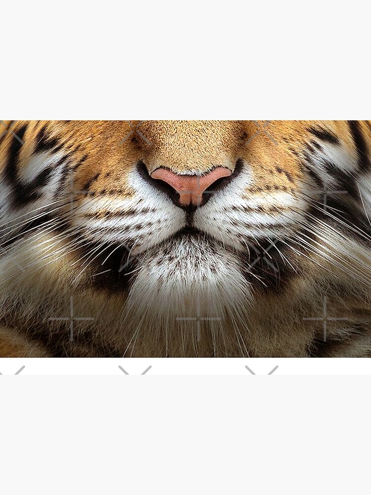 "Tiger Nose and Mouth ~ Cute and Funny Animal Medical Face Masks ~ 6 ...