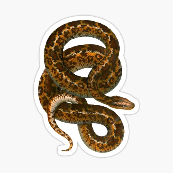 "Snake vintage natural history illustration" Sticker for Sale by ocd ...