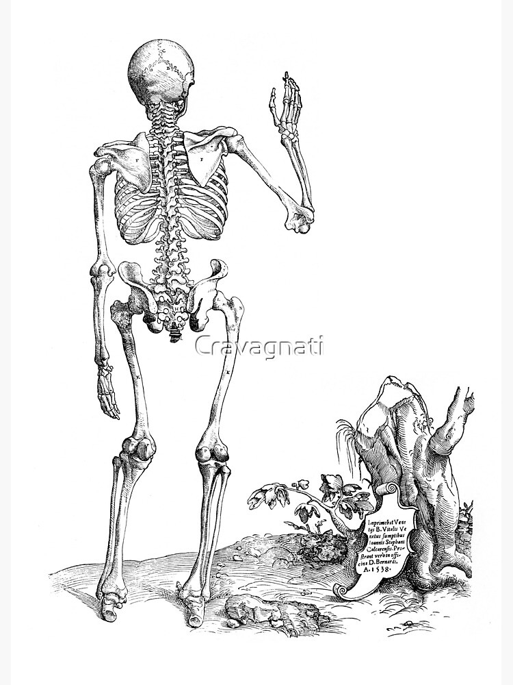 "Andreas Vesalius, Tabulae Anatomicae Sex, 1538" Photographic Print by ...