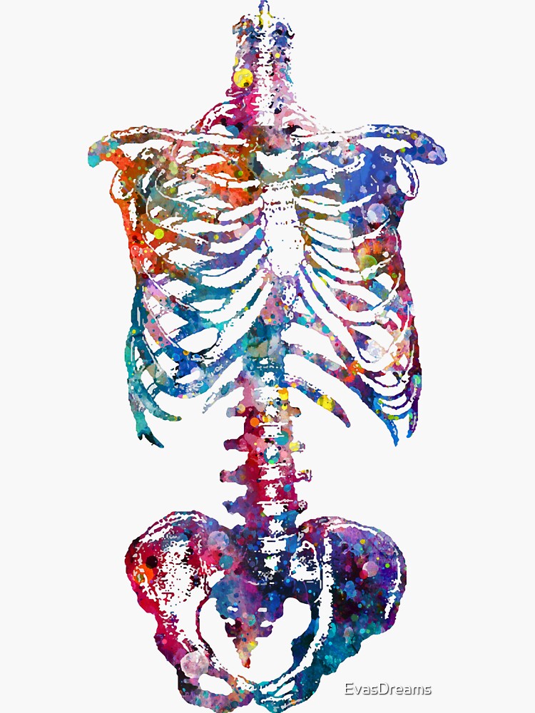 "Torso Skeleton" Sticker for Sale by EvasDreams | Redbubble