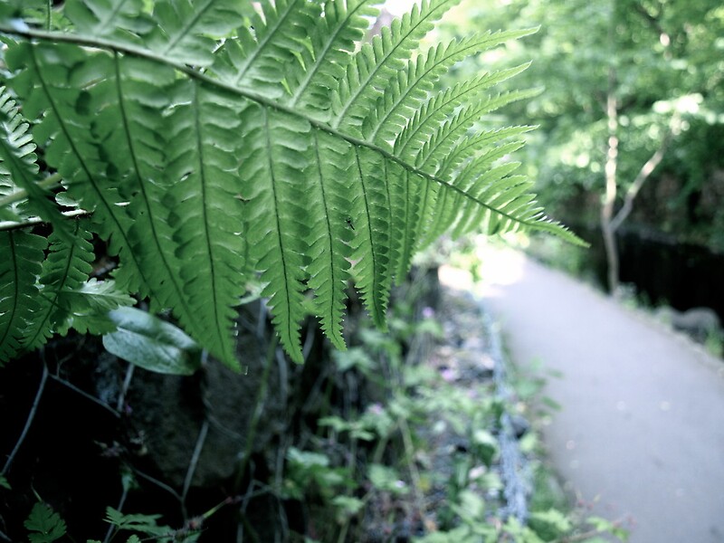 "leaf walk, edinburgh" by Nancy Miller | Redbubble