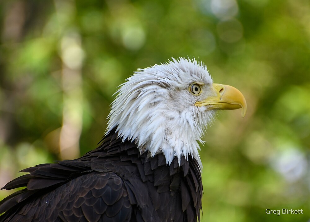 "Fierce" by Greg Birkett | Redbubble