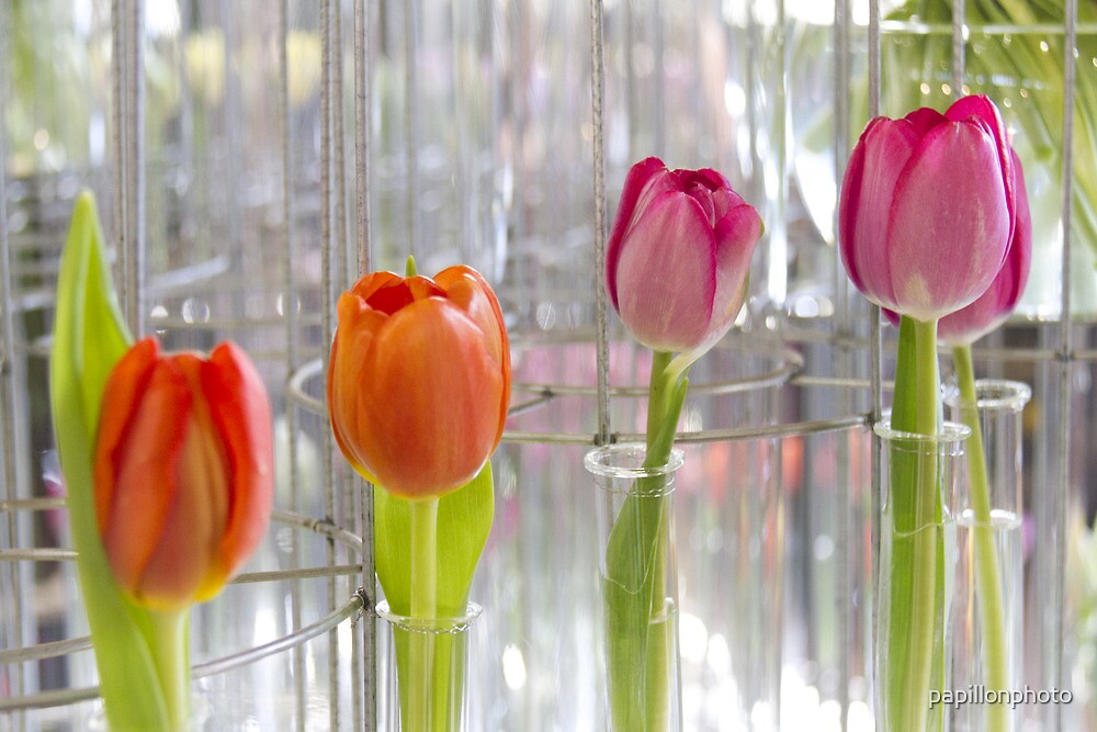 "Test tube tulips" by papillonphoto | Redbubble