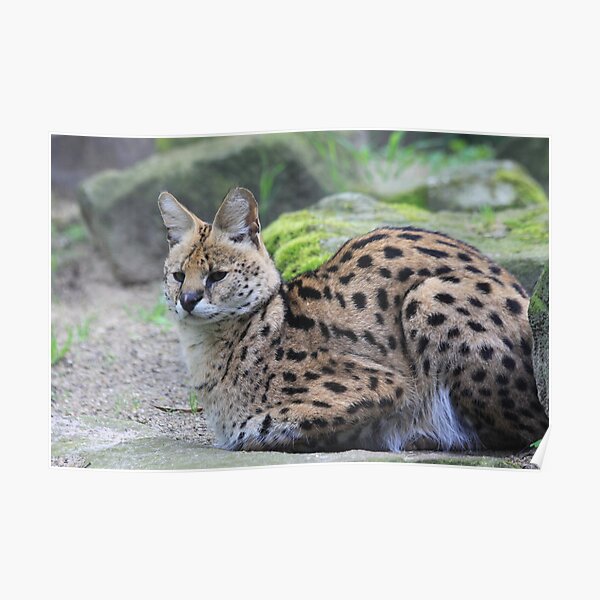"Serval" Poster for Sale by DutchLumix | Redbubble