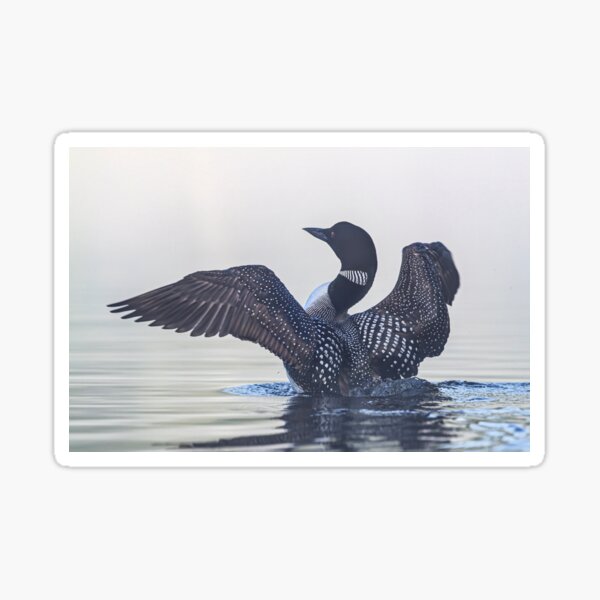 "Common Loon morning stretch " Sticker for Sale by darby8 | Redbubble