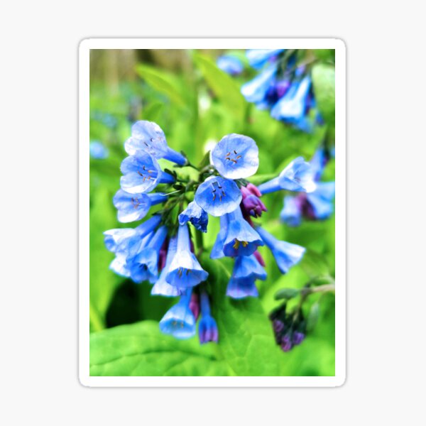 "Bluebells 1" Sticker by STEELGRAPHICS | Redbubble