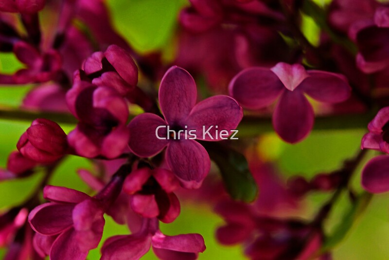 "French lilac " by Chris Kiez | Redbubble