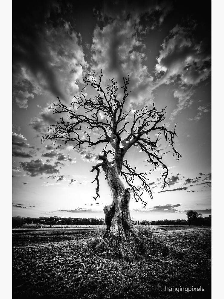"Hamilton Tree" Poster by hangingpixels | Redbubble