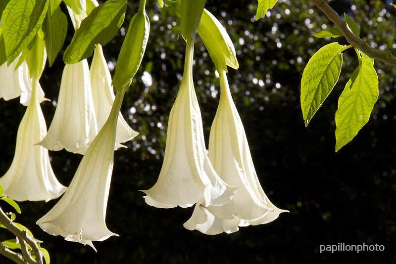 "White Angel Trumpets " by papillonphoto | Redbubble
