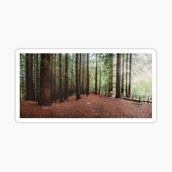 "Redwood forest" Sticker by MarioGuti | Redbubble
