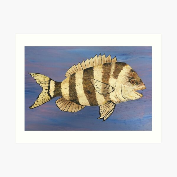 "Sheepshead fish painting" Art Print for Sale by artbymeagan | Redbubble