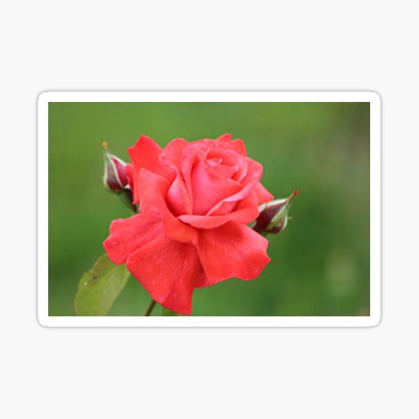 "Pink Rose Flower and Buds" Sticker by oknoki | Redbubble