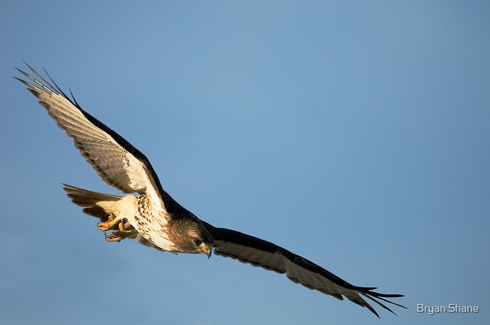 "Red Tailed Hawks Swooping down on a Mouse" by Bryan Shane | Redbubble