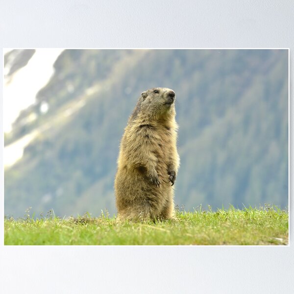 "Marmot" Poster for Sale by neil harrison | Redbubble
