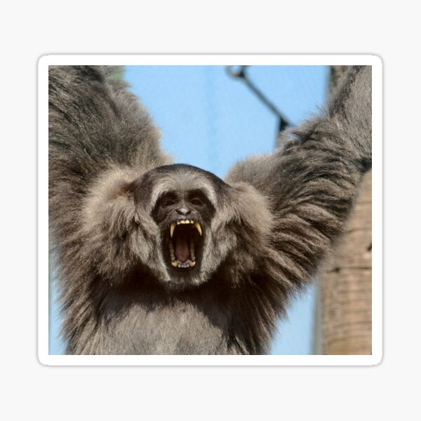 "Silvery gibbon yawning" Sticker by KcsArt87 | Redbubble