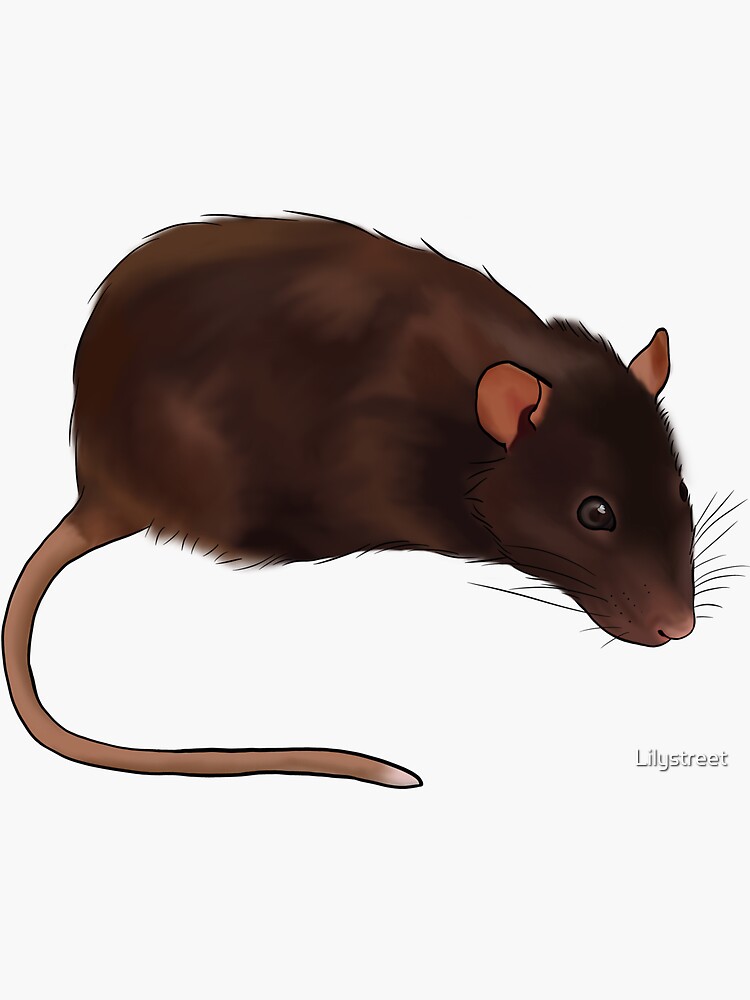 "Chocolate Brown Fancy Rat" Sticker for Sale by Lilystreet | Redbubble