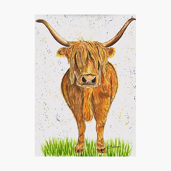 "Harry the handsome highland cow" Photographic Print for Sale by ...