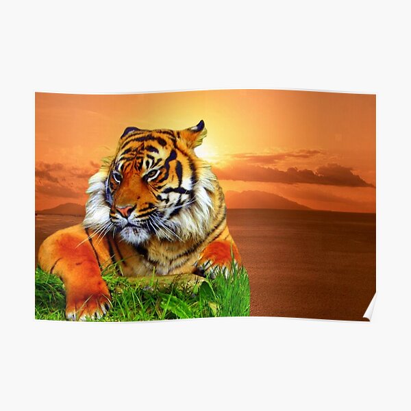 "Sumatran Tiger" Poster for Sale by ErikaKaisersot | Redbubble