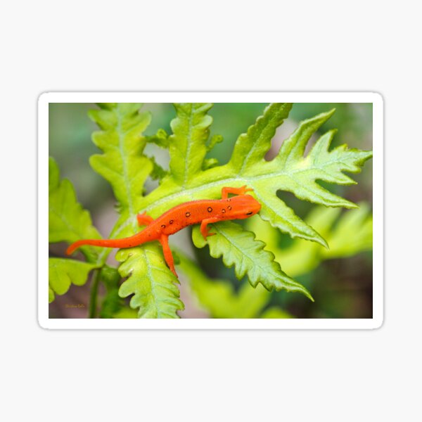"Red Eft Eastern Newt" Sticker for Sale by rollosphotos | Redbubble