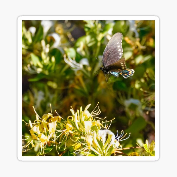 "A Butterfly Amidst the Honeysuckle" Sticker for Sale by MomentofPercep ...