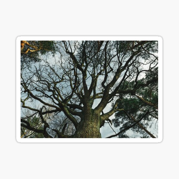 "Old oak tree" Sticker by urbonasphotos | Redbubble