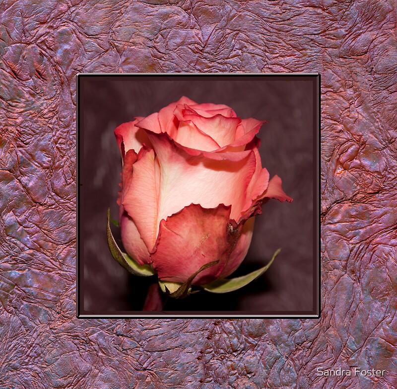 "Rose With Handmade Frame " by Sandra Foster | Redbubble