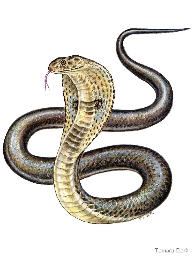 "Indian Cobra (Naja naja)" Drawstring Bag for Sale by edenart | Redbubble