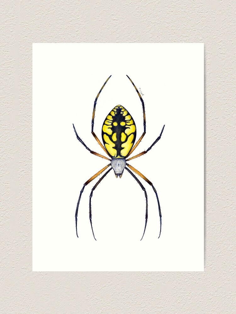 "Argiope Spider (Orb Weaver)" Art Print for Sale by edenart | Redbubble