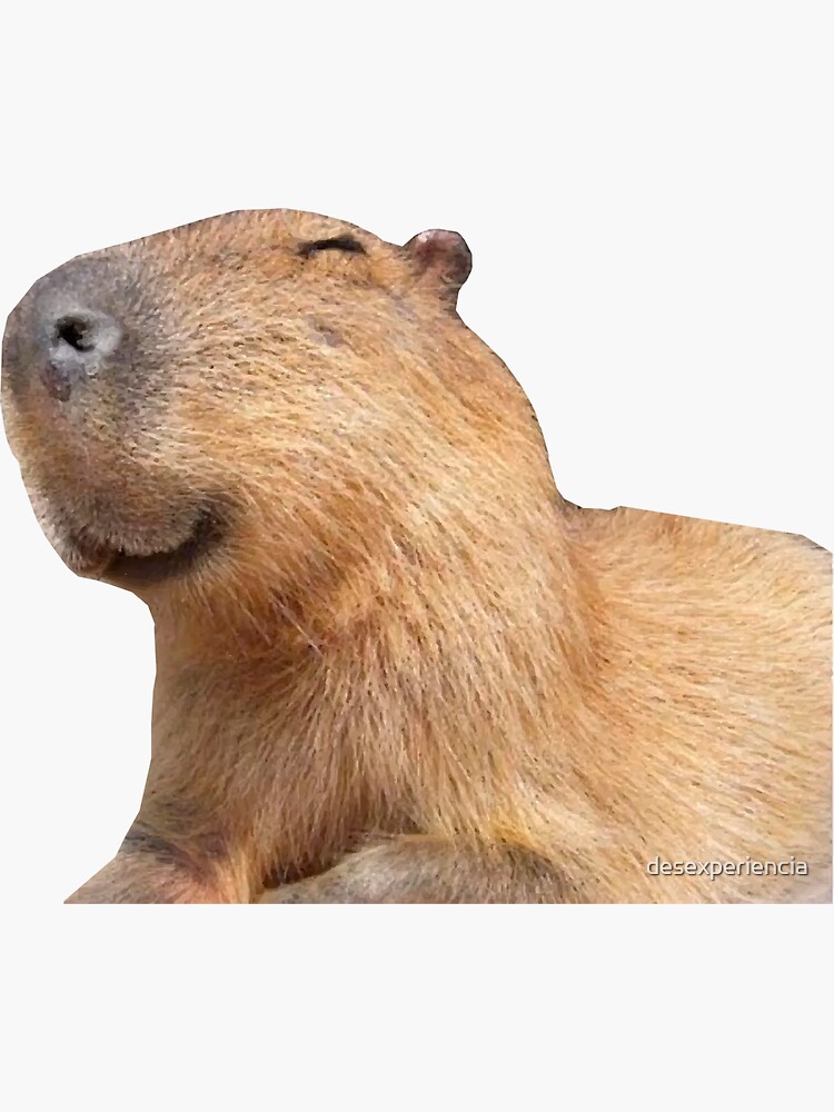 "Happy Capybara " Sticker for Sale by desexperiencia | Redbubble