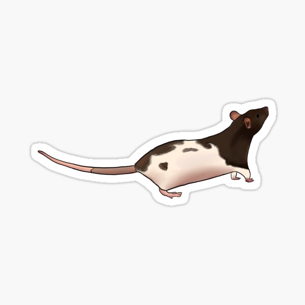 "Cute Black Hooded Rat" Sticker for Sale by Lilystreet | Redbubble