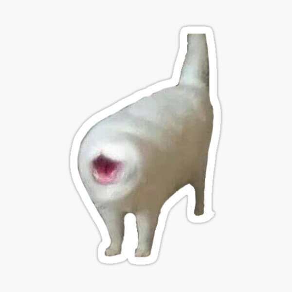 "Cursed white cat" Sticker by thatgirl1155 | Redbubble