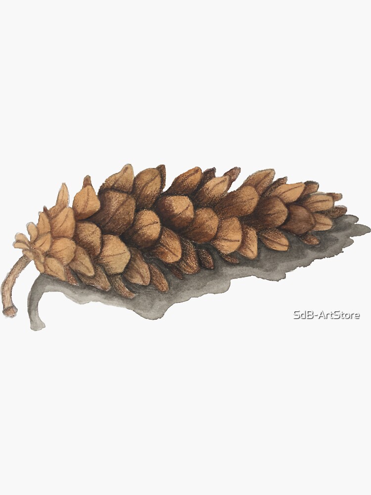 "Pine Cone" Sticker for Sale by SdB-ArtStore | Redbubble