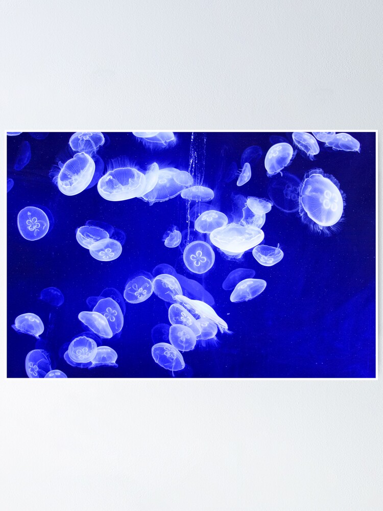 "Jellyfish" Poster by mgdevereux | Redbubble