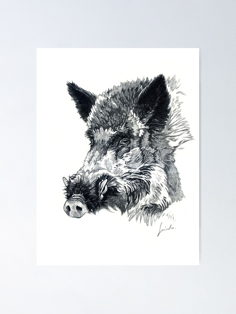 "Wild boar head drawing" Poster for Sale by SakalDesign | Redbubble